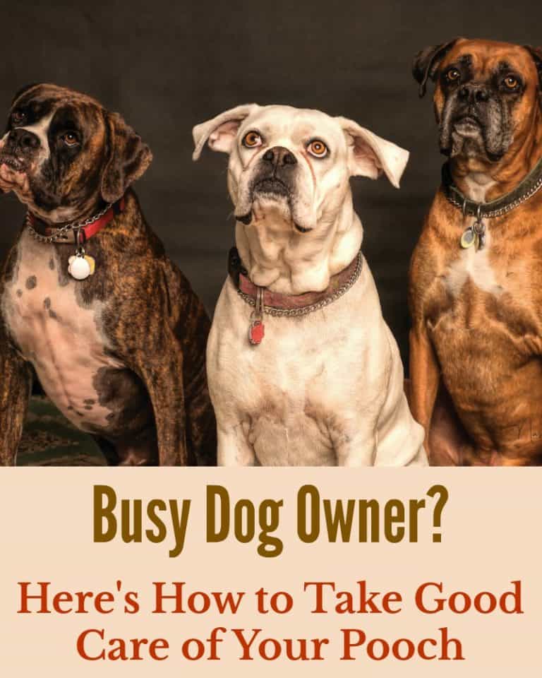 Busy Dog Owner? Here's How to Take Good Care of Your Pooch - Miss Molly ...