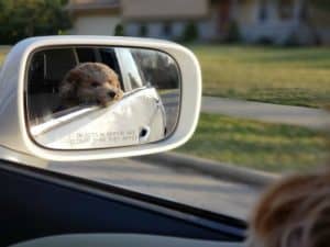 Tips for Transporting Your Pets in a Car Safely and Humanely - Miss ...