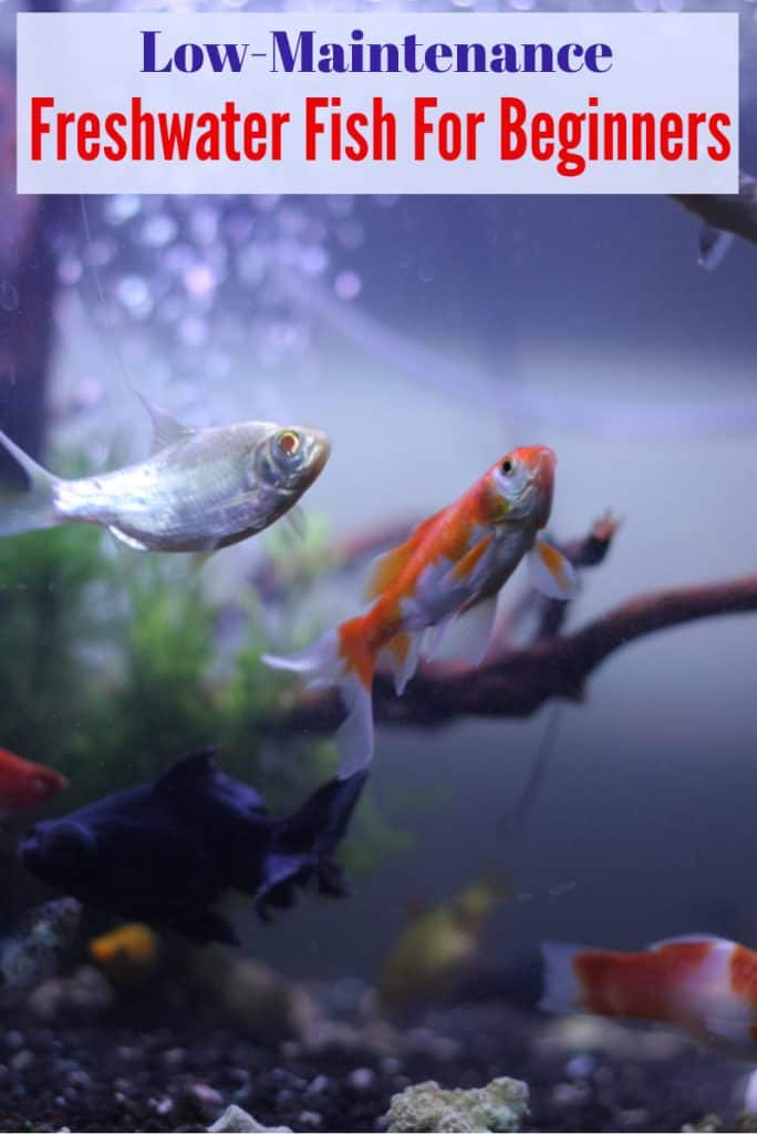 Low-Maintenance, Freshwater Fish For Beginners