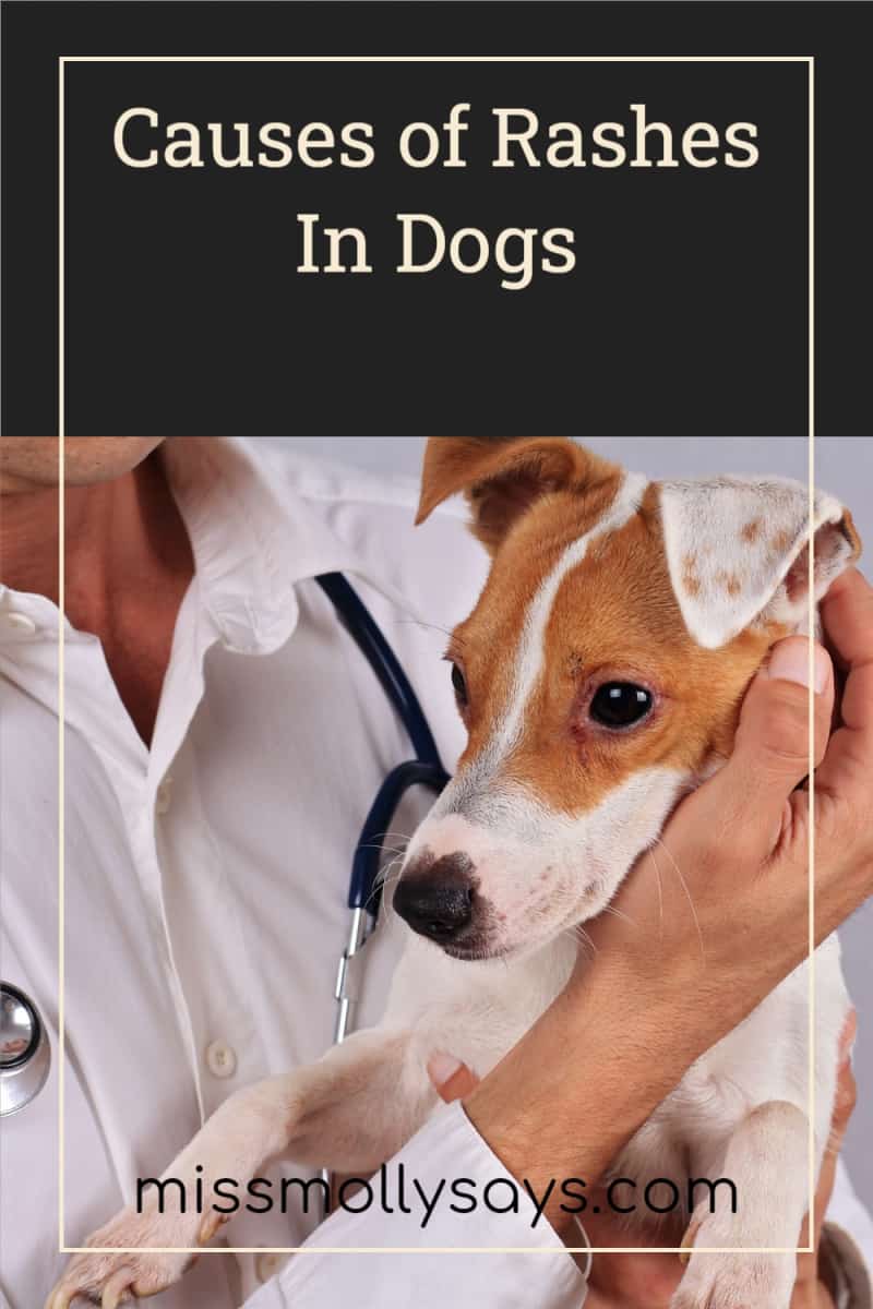 Causes of Rashes In Dogs - Miss Molly Says