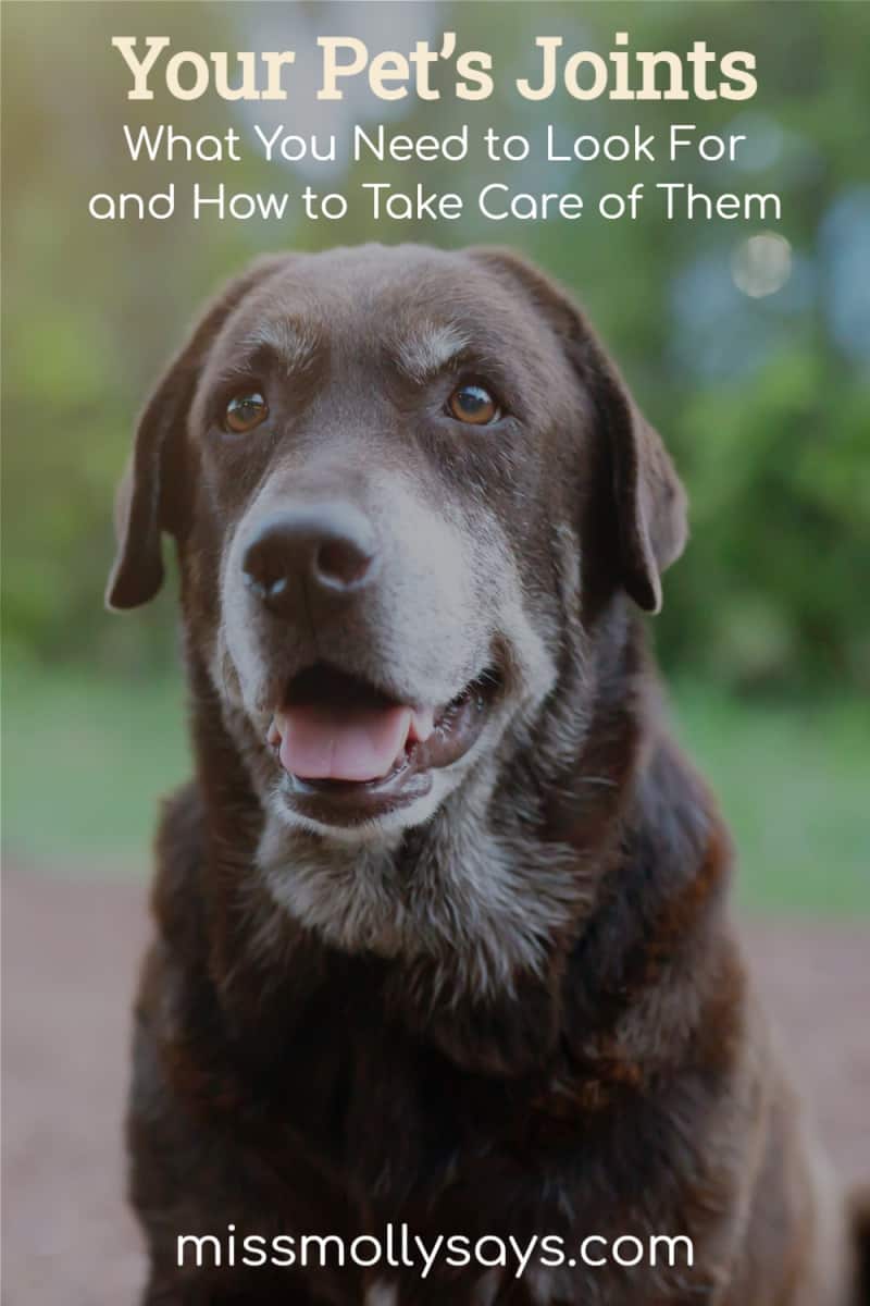 Your Pet’s Joints: What You Need to Look For and How to Take Care of ...