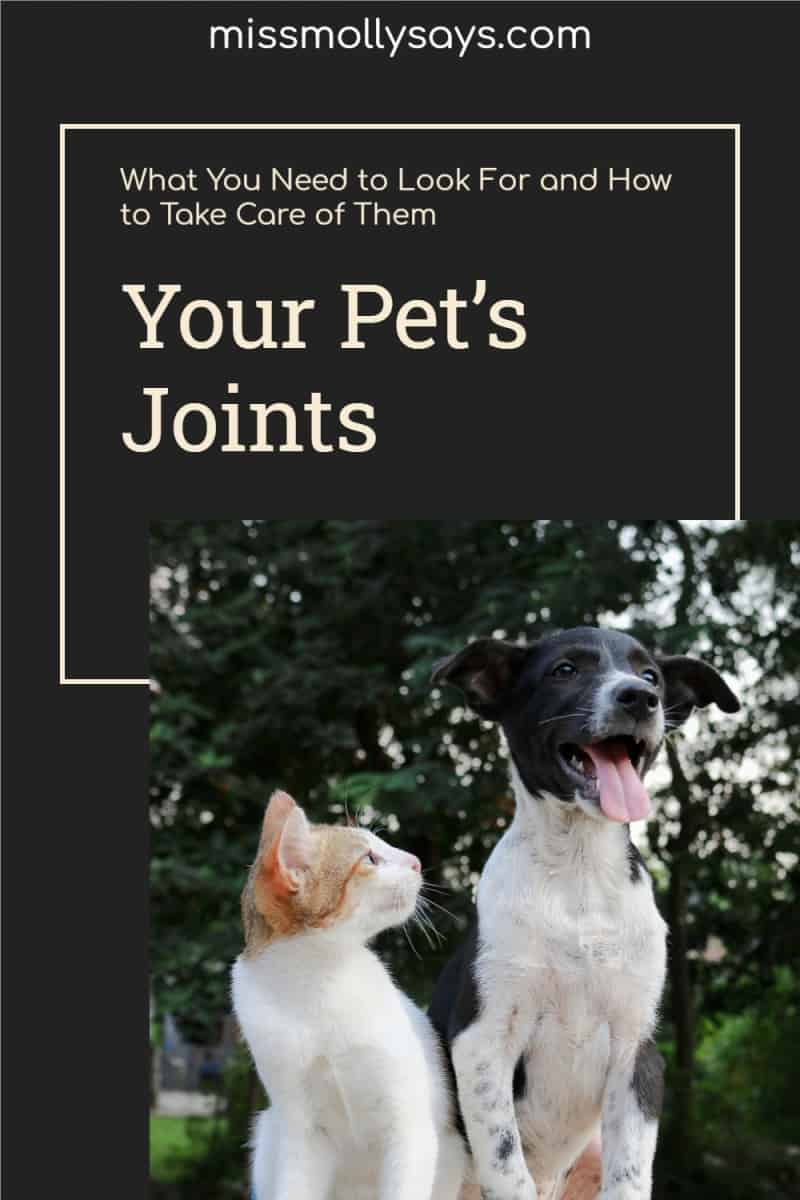 Your Pet’s Joints: What You Need to Look For and How to Take Care of ...