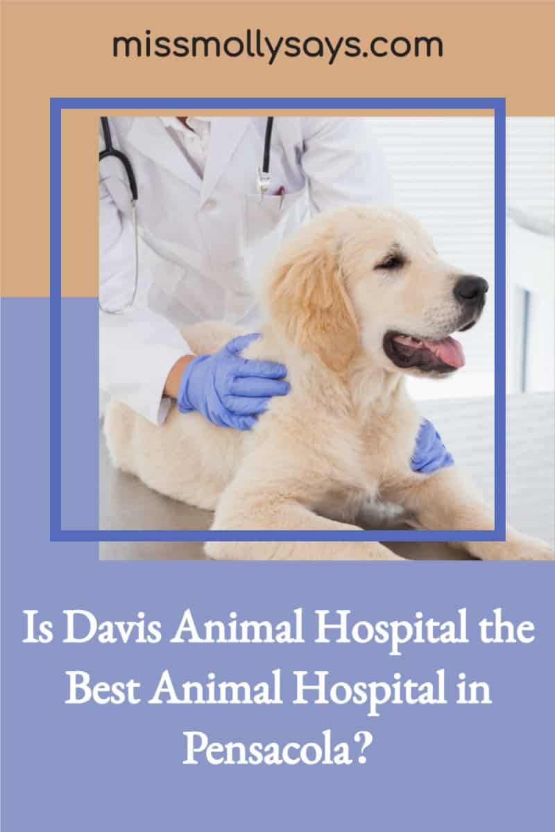 Is Davis Animal Hospital the Best Animal Hospital in Pensacola? - Miss ...