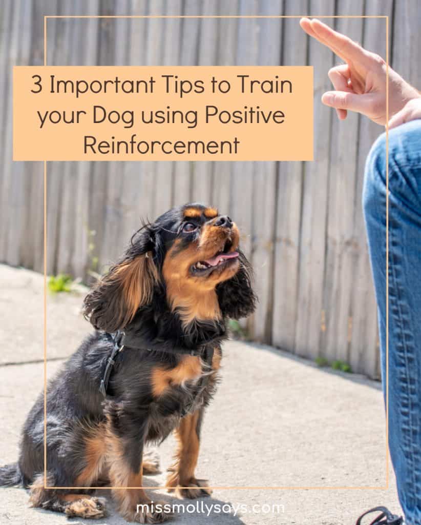 3 Important Tips to Train your Dog using Positive Reinforcement - Miss ...