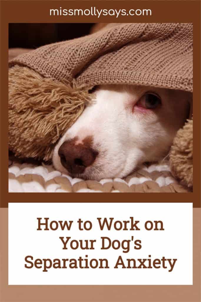 How to Work on Your Dog's Separation Anxiety - Miss Molly Says