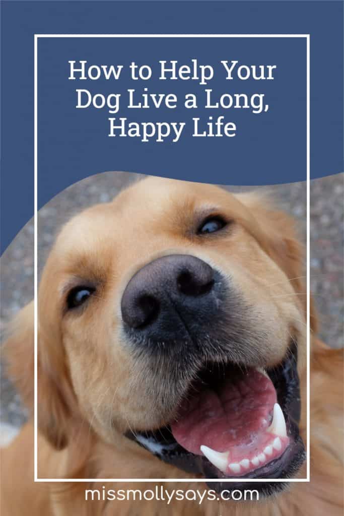 How to Help Your Dog Live a Long, Happy Life - Miss Molly Says