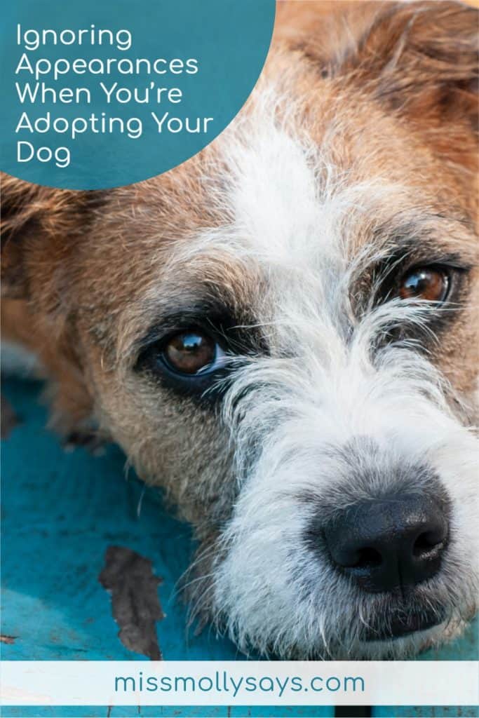 Ignoring Appearances When You’re Adopting Your Dog