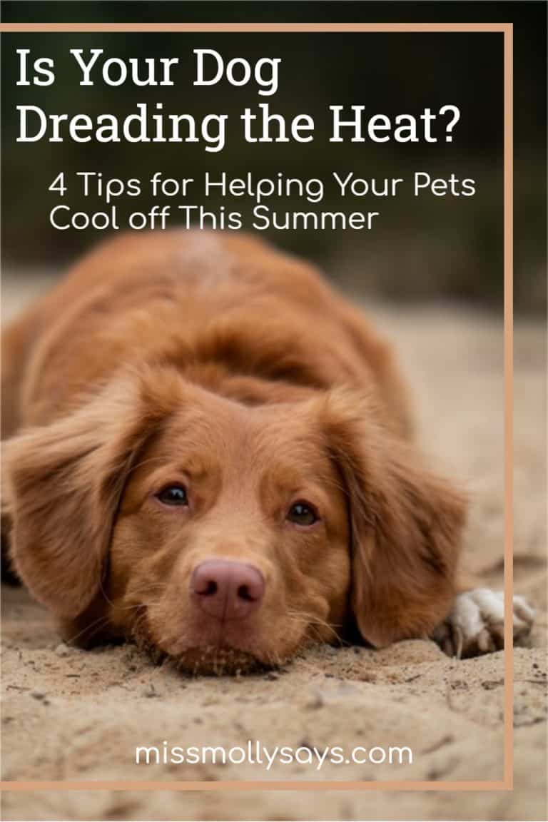 4 Tips for Helping Your Pets Cool off This Summer