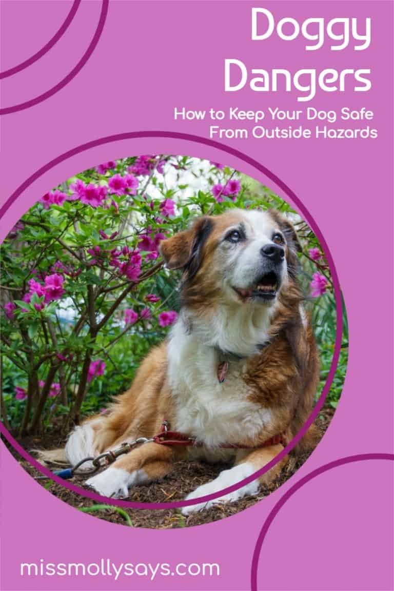 How to Keep Your Dog Safe From Outside Hazards