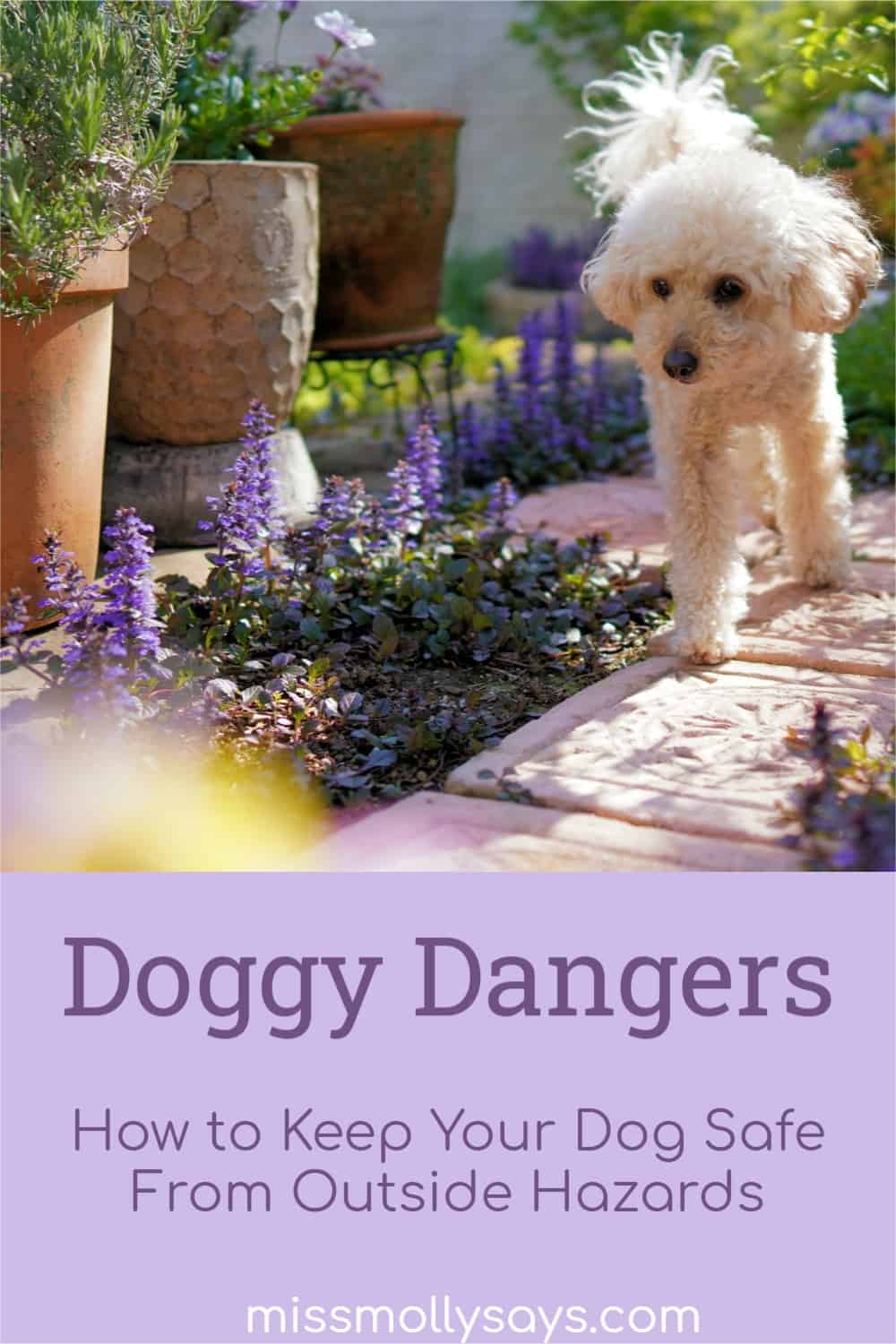 How to Keep Your Dog Safe From Outside Hazards