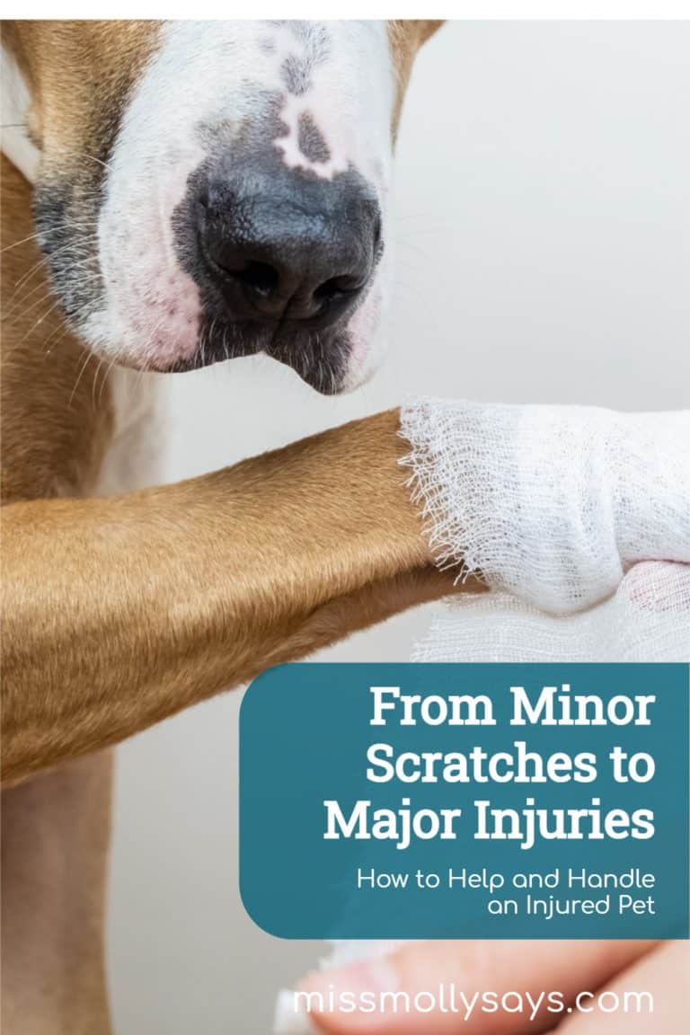From Minor Scratches to Major Injuries: How to Help and Handle an ...