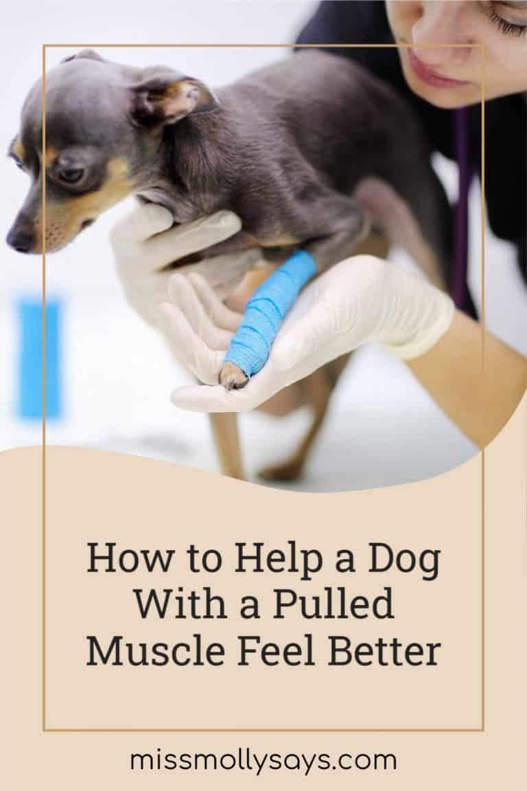 How to Help a Dog With a Pulled Muscle Feel Better - Miss Molly Says