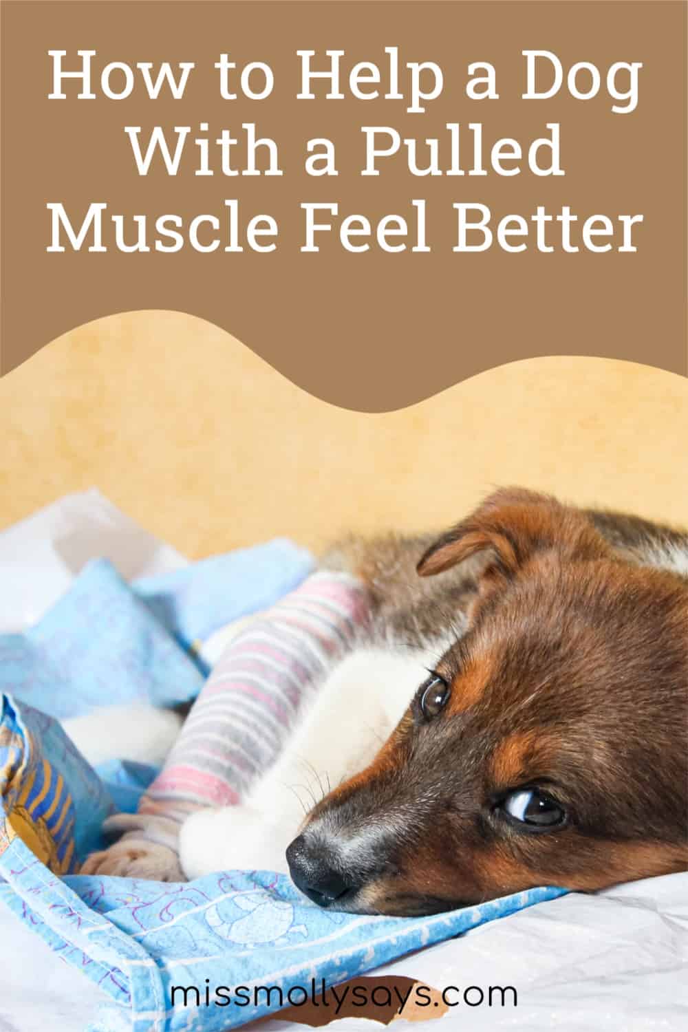 How to Help a Dog With a Pulled Muscle Feel Better - Miss Molly Says