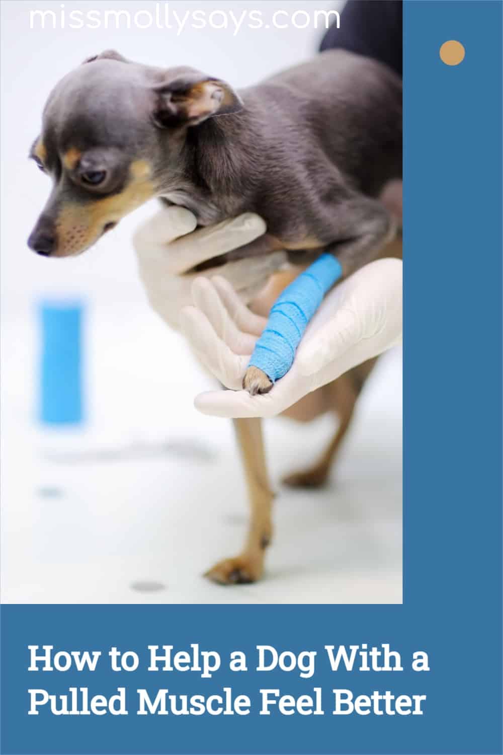 How to Help a Dog With a Pulled Muscle Feel Better - Miss Molly Says
