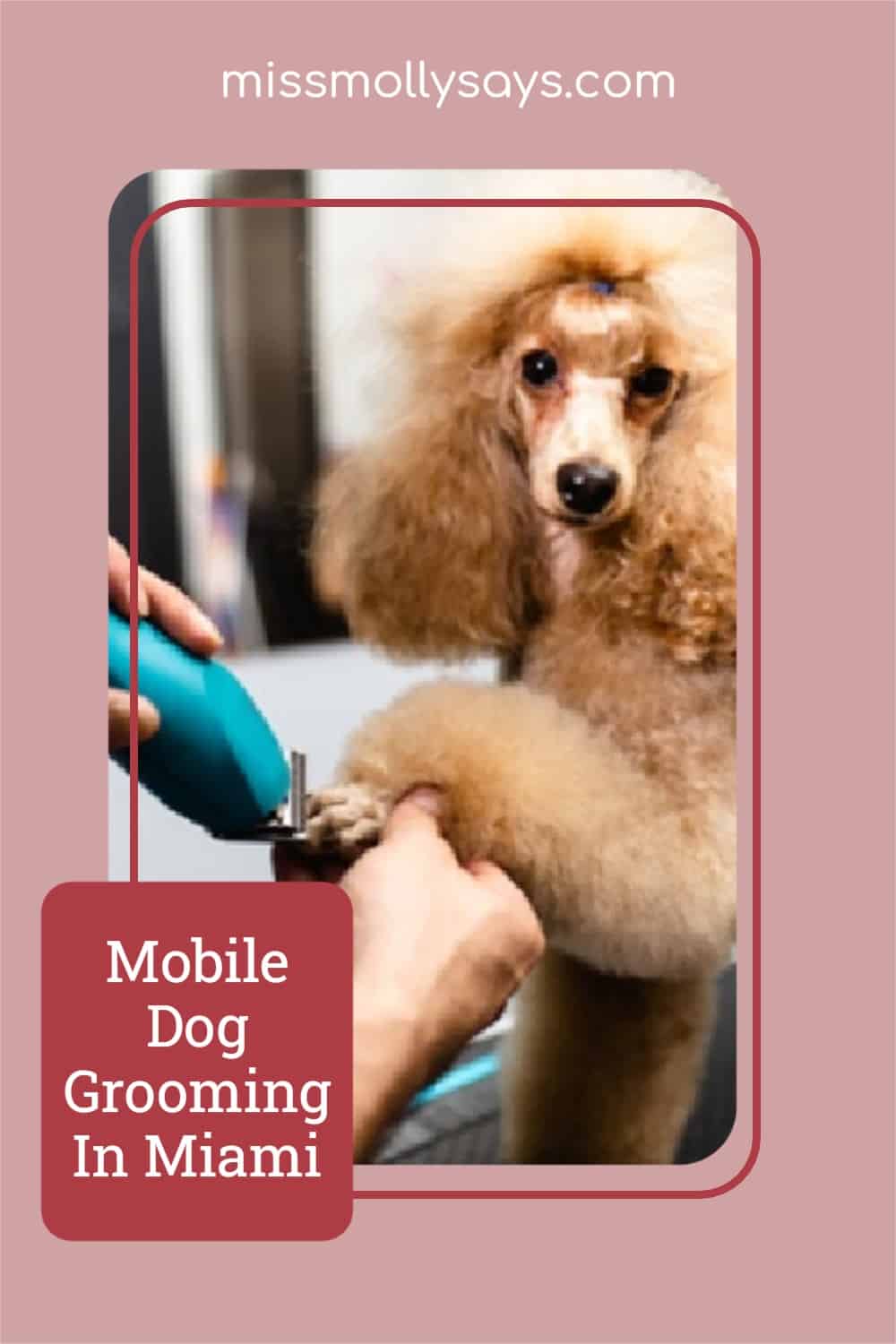 Mobile Dog Grooming In Miami - Miss Molly Says