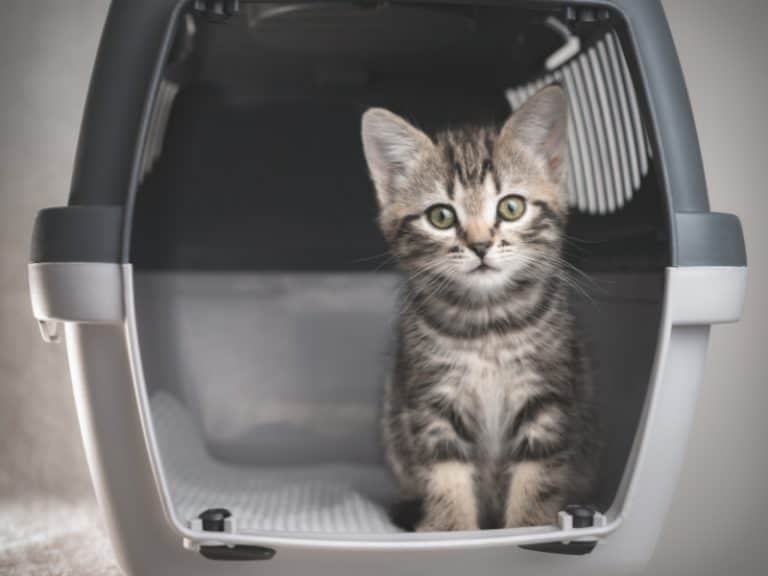 First-Time Pet Owners: Essential Tips For When You Bring Home A Kitten