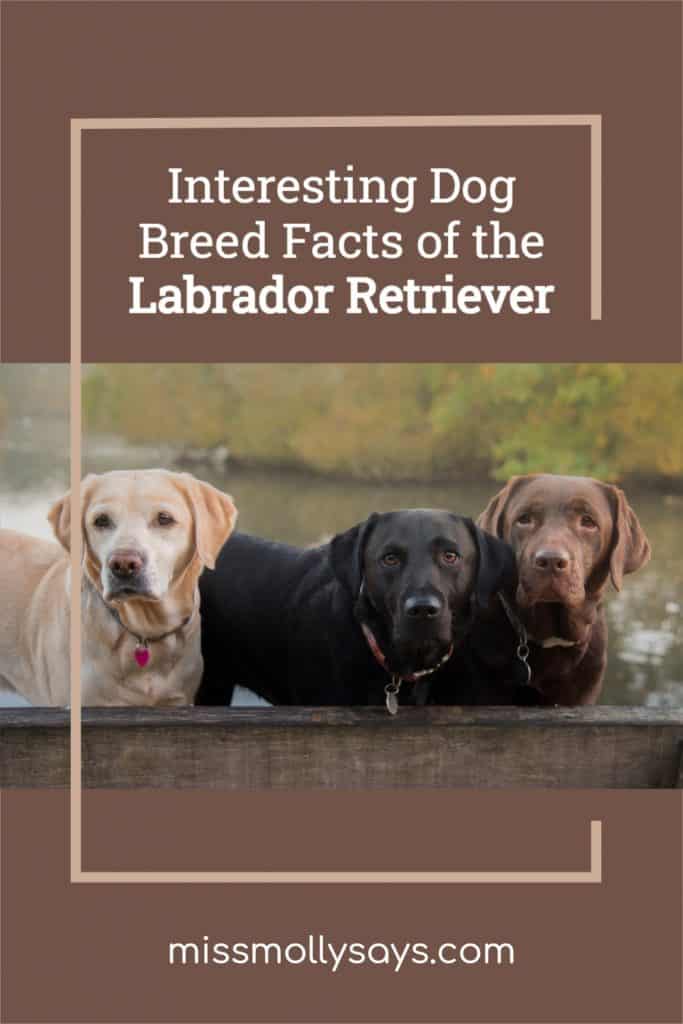 Interesting Dog Breed Facts of the Labrador Retriever