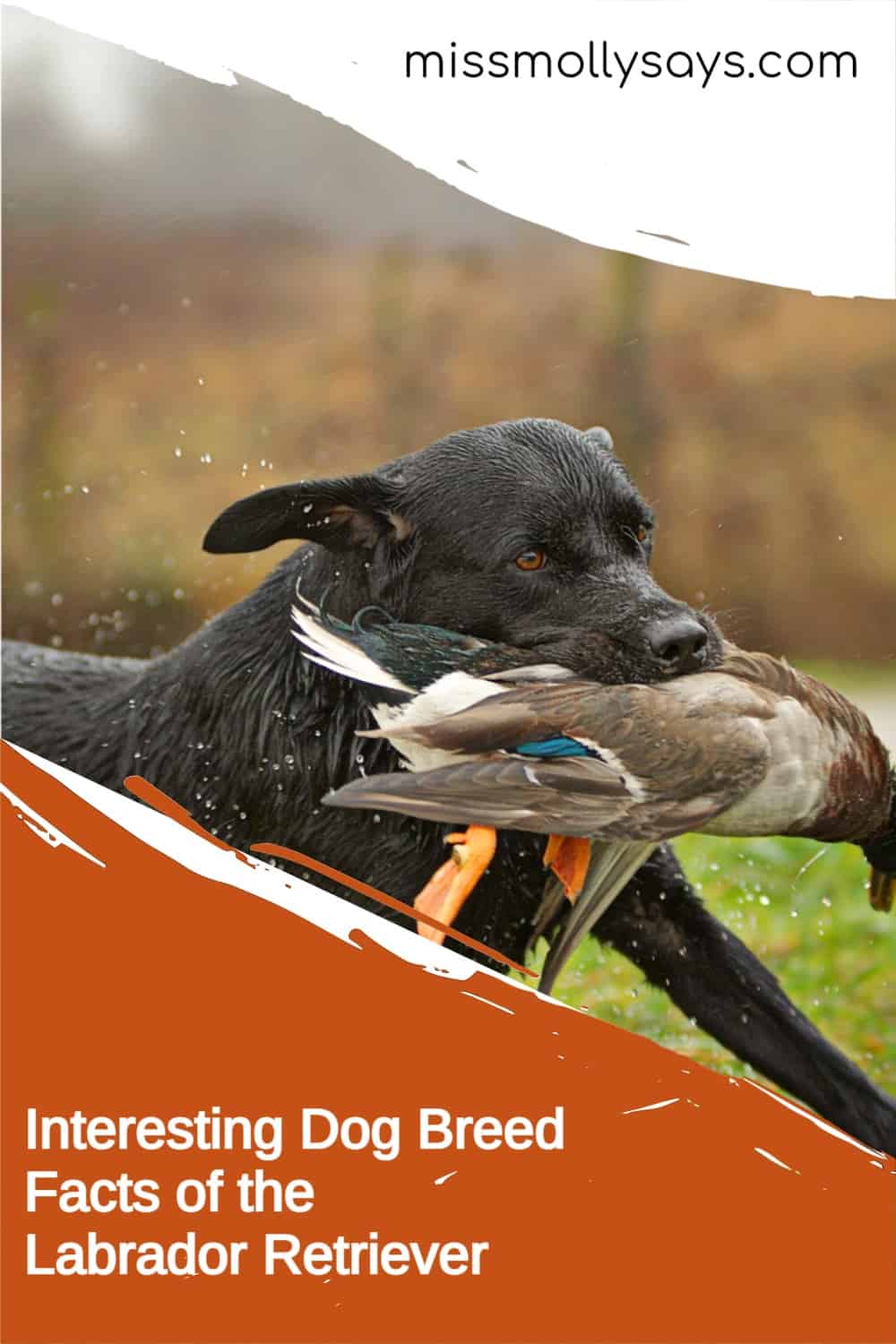 Interesting Dog Breed Facts of the Labrador Retriever