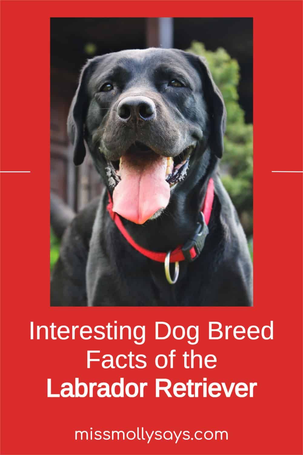 Interesting Dog Breed Facts of the Labrador Retriever