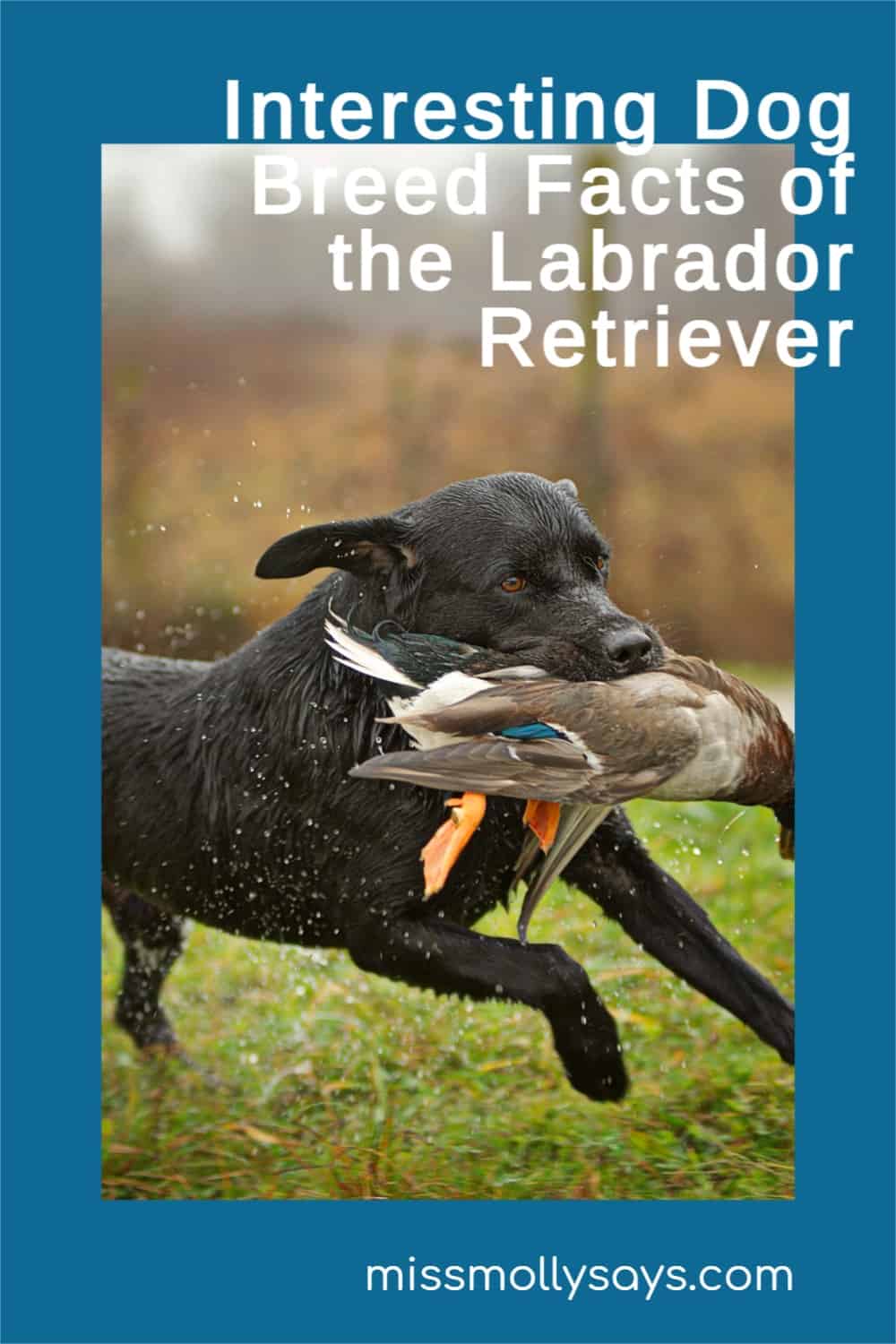 Interesting Dog Breed Facts of the Labrador Retriever