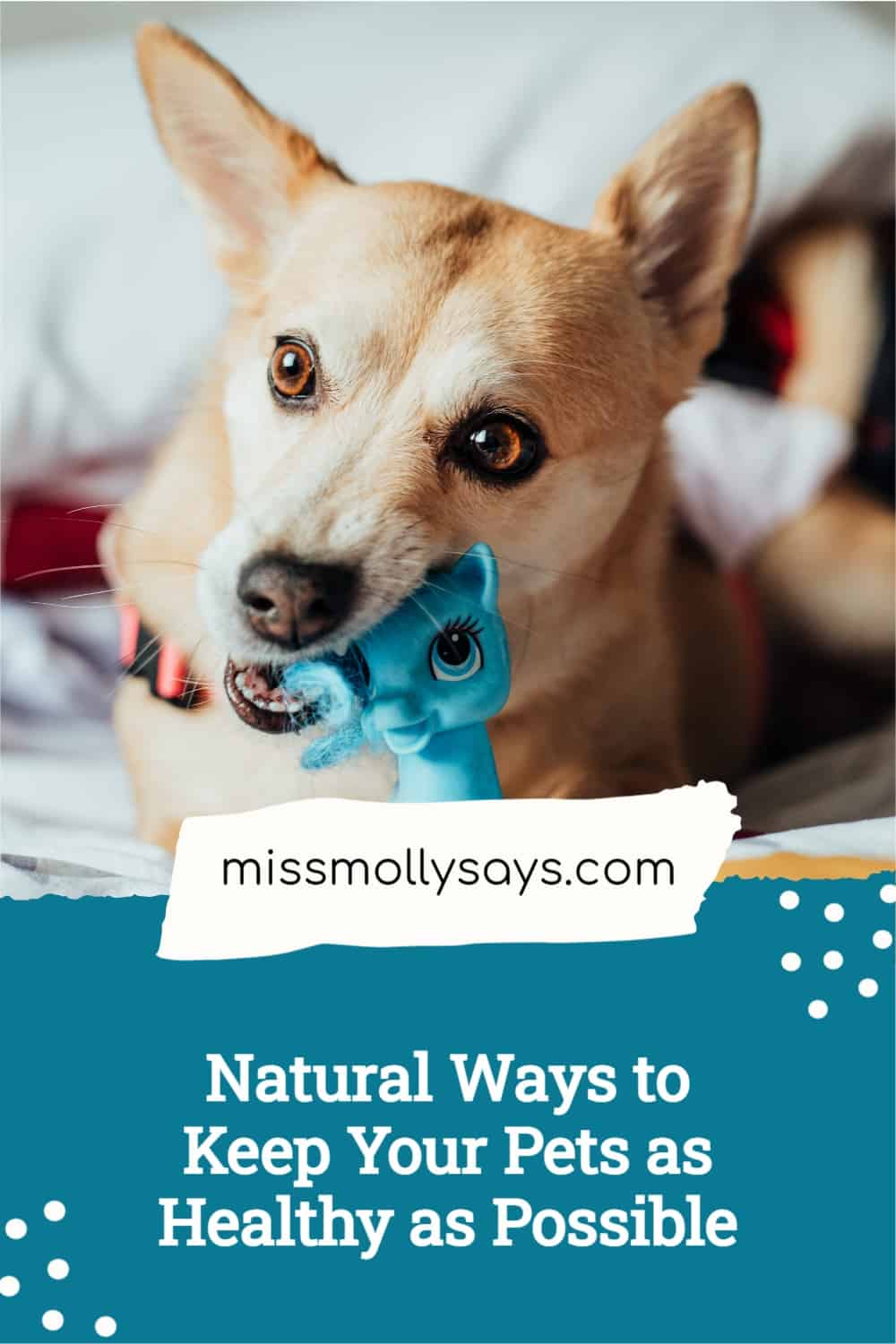 Natural Ways to Keep Your Pets as Healthy as Possible
