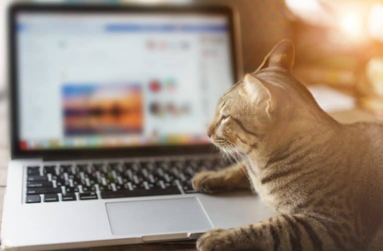 Things To Think About When Starting a Pet Business - Miss Molly Says