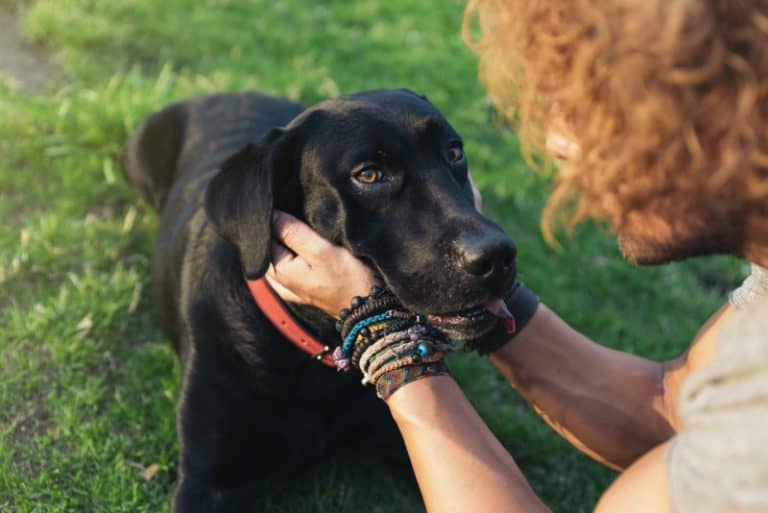 Can a Pet Help You Beat Addiction? - Miss Molly Says