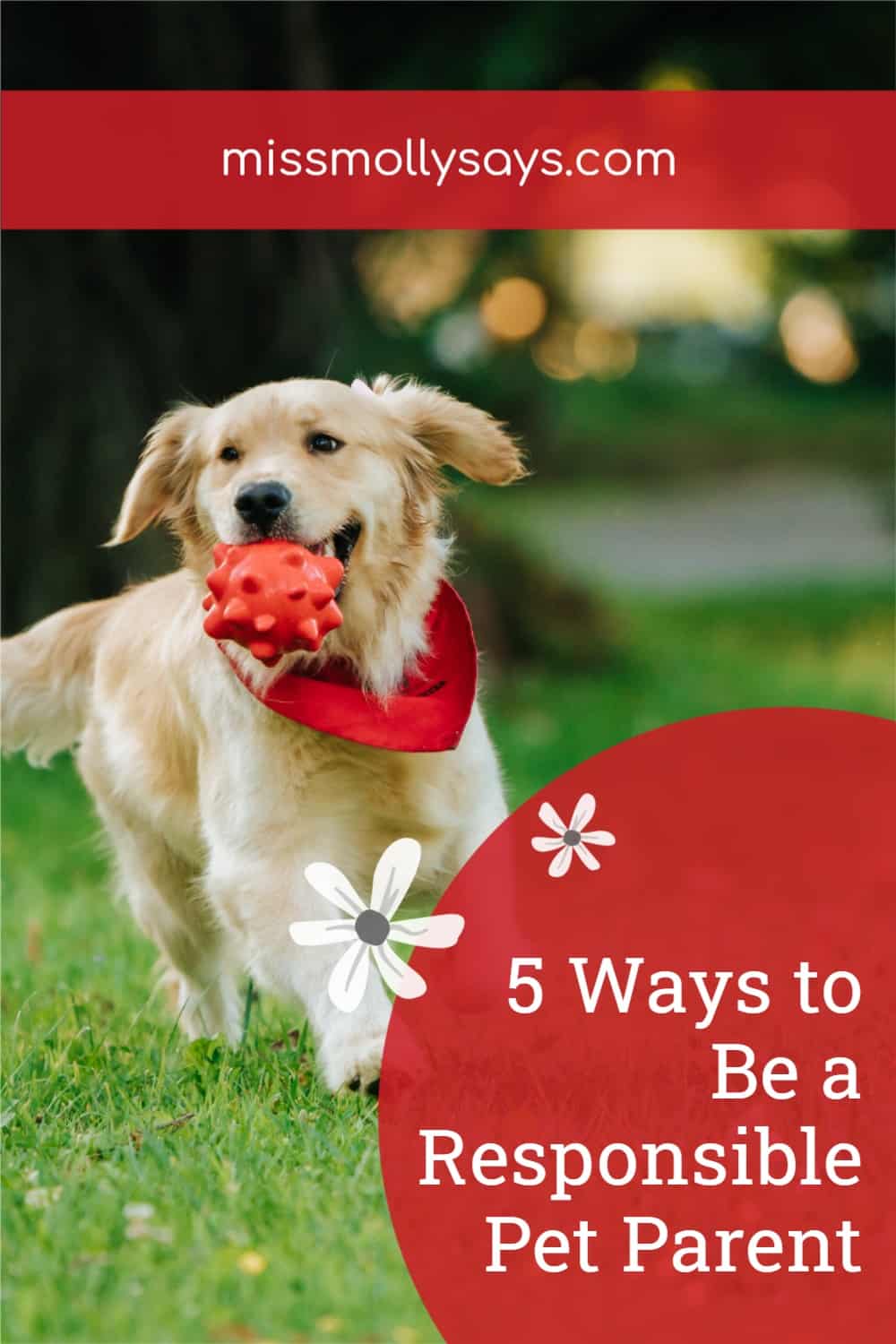 5 Ways to Be a Responsible Pet Parent - Miss Molly Says