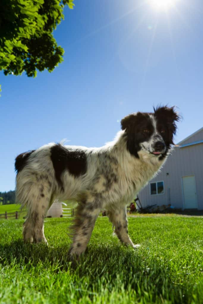 How To Choose The Right Dog For Your Homestead - Miss Molly Says