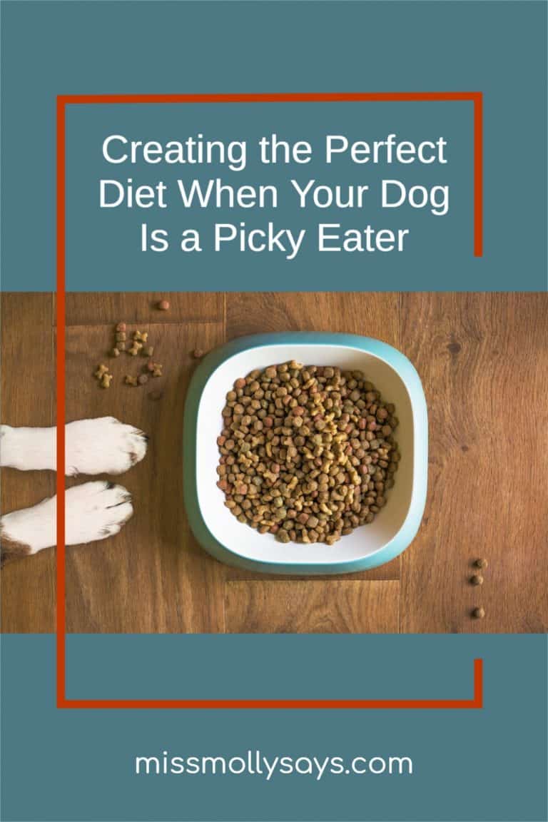 Creating the Perfect Diet When Your Dog Is a Picky Eater