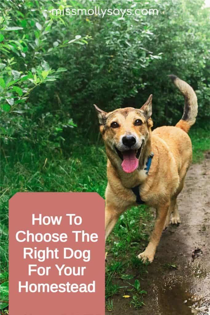 How To Choose The Right Dog For Your Homestead - Miss Molly Says