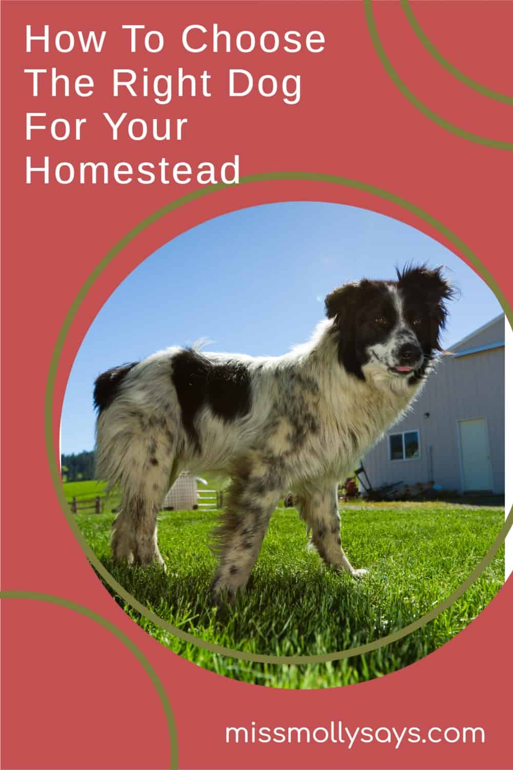 How To Choose The Right Dog For Your Homestead - Miss Molly Says
