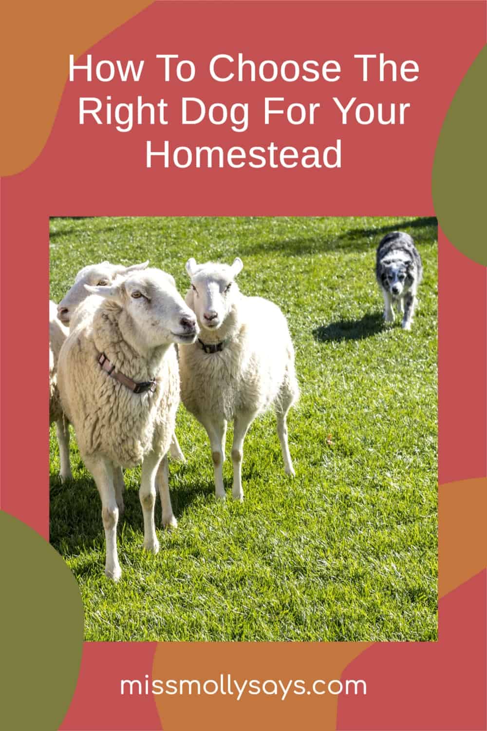 How To Choose The Right Dog For Your Homestead - Miss Molly Says