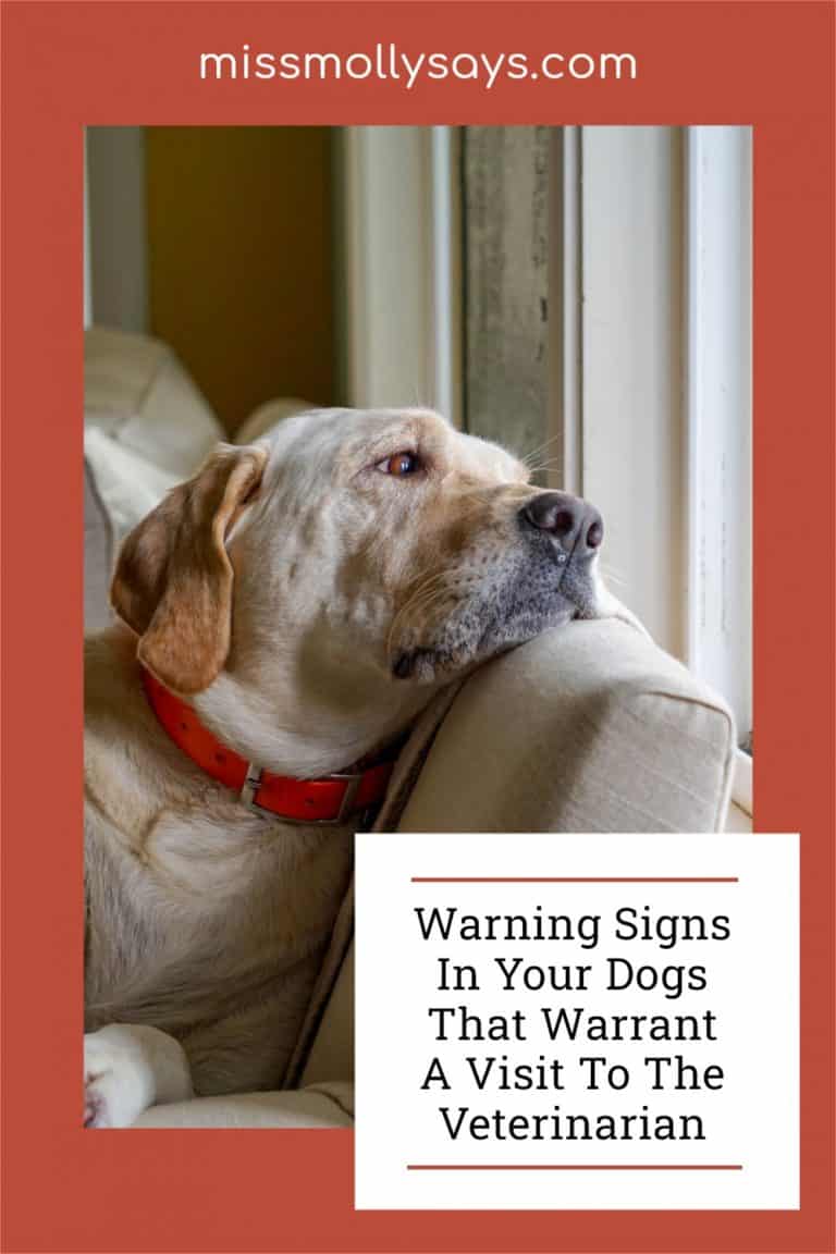 Warning Signs In Your Dogs That Warrant A Visit To The Veterinarian ...