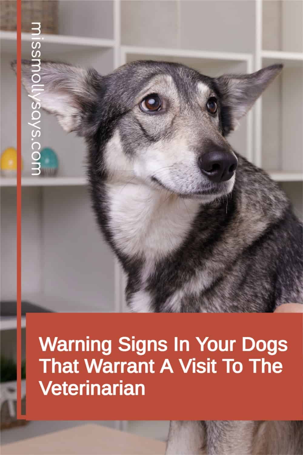 Warning Signs In Your Dogs That Warrant A Visit To The Veterinarian ...