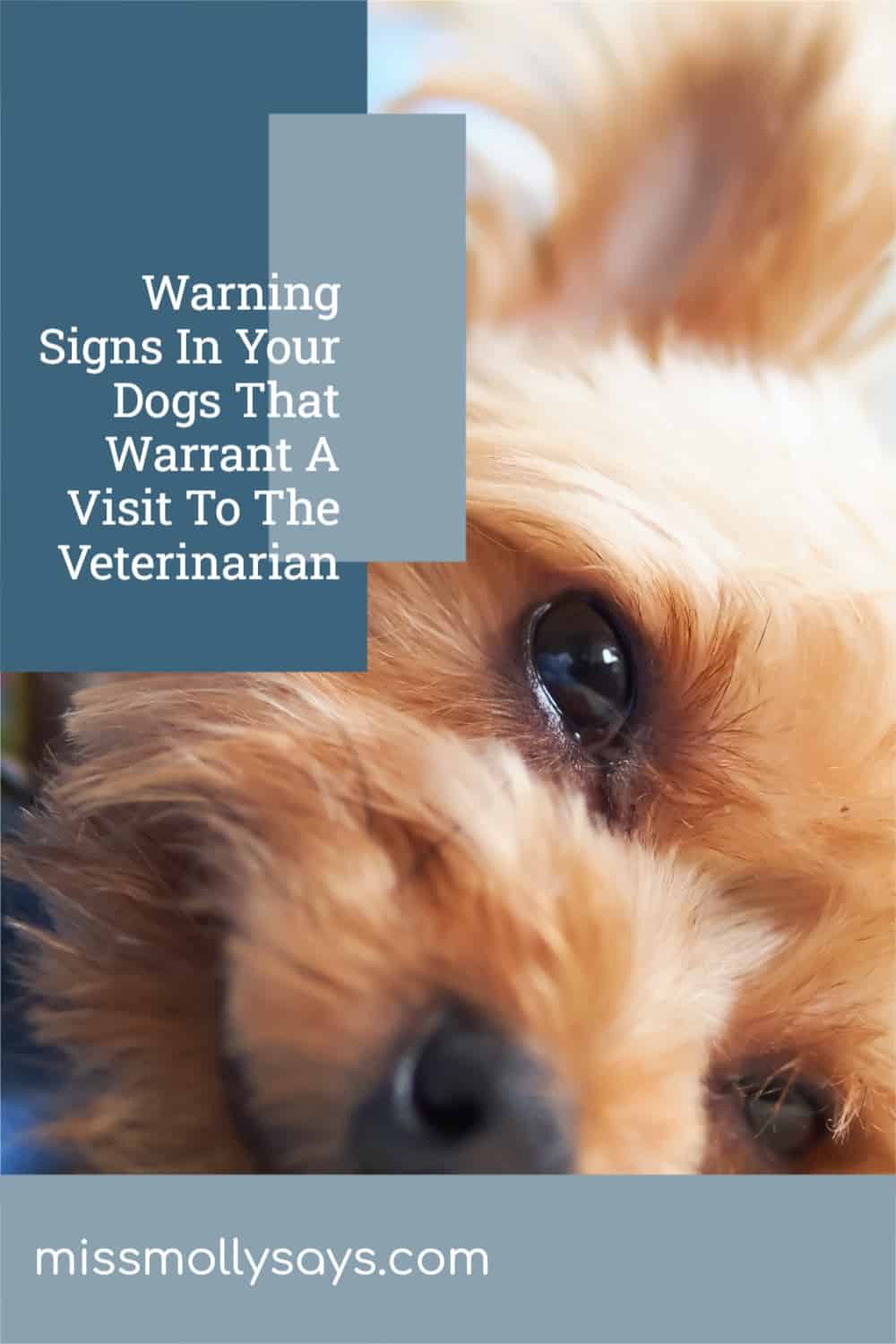 Warning Signs In Your Dogs That Warrant A Visit To The Veterinarian ...