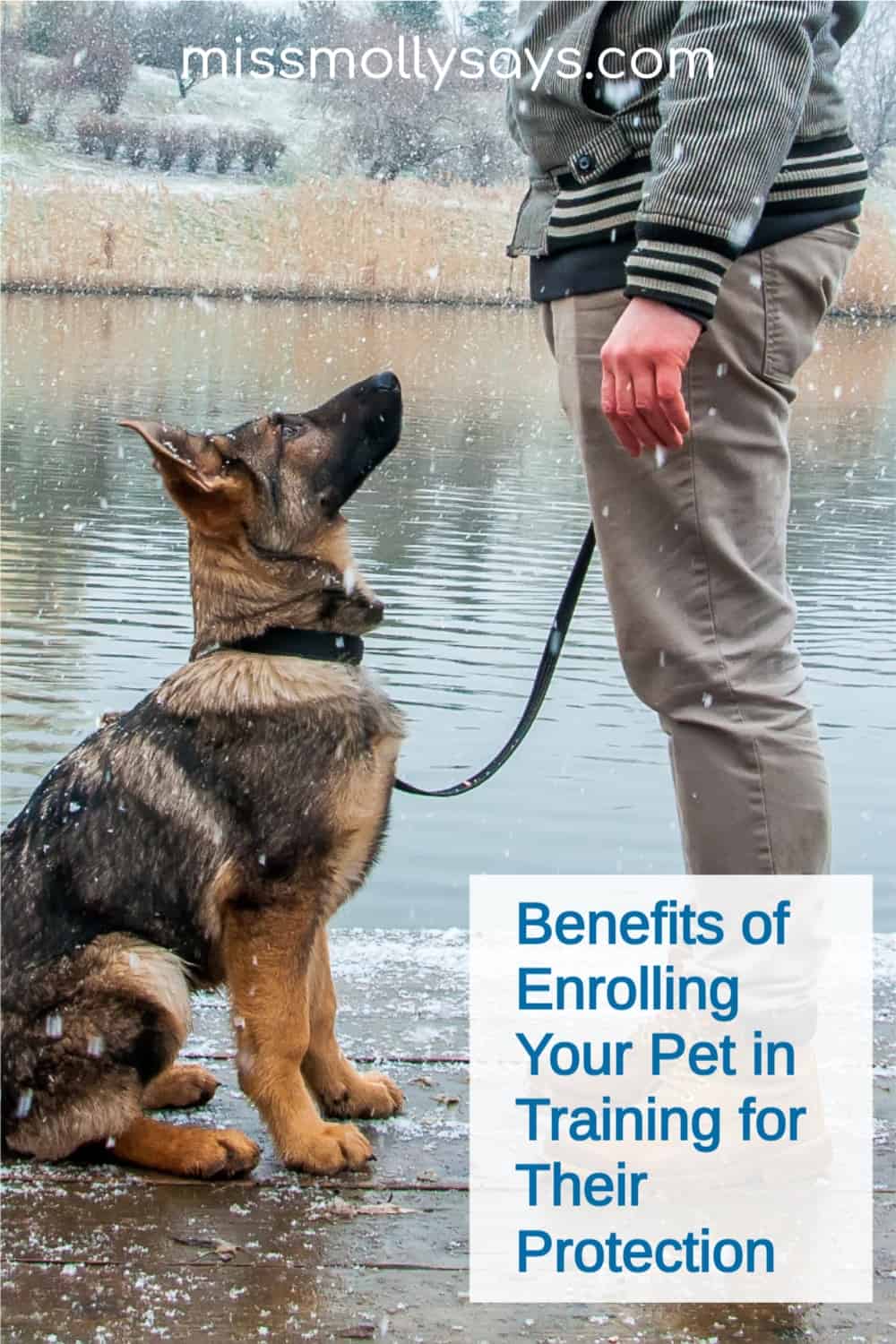 Benefits of Enrolling Your Pet in Training for Their Protection