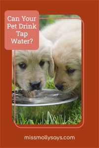 Can Your Pet Drink Tap Water? - Miss Molly Says