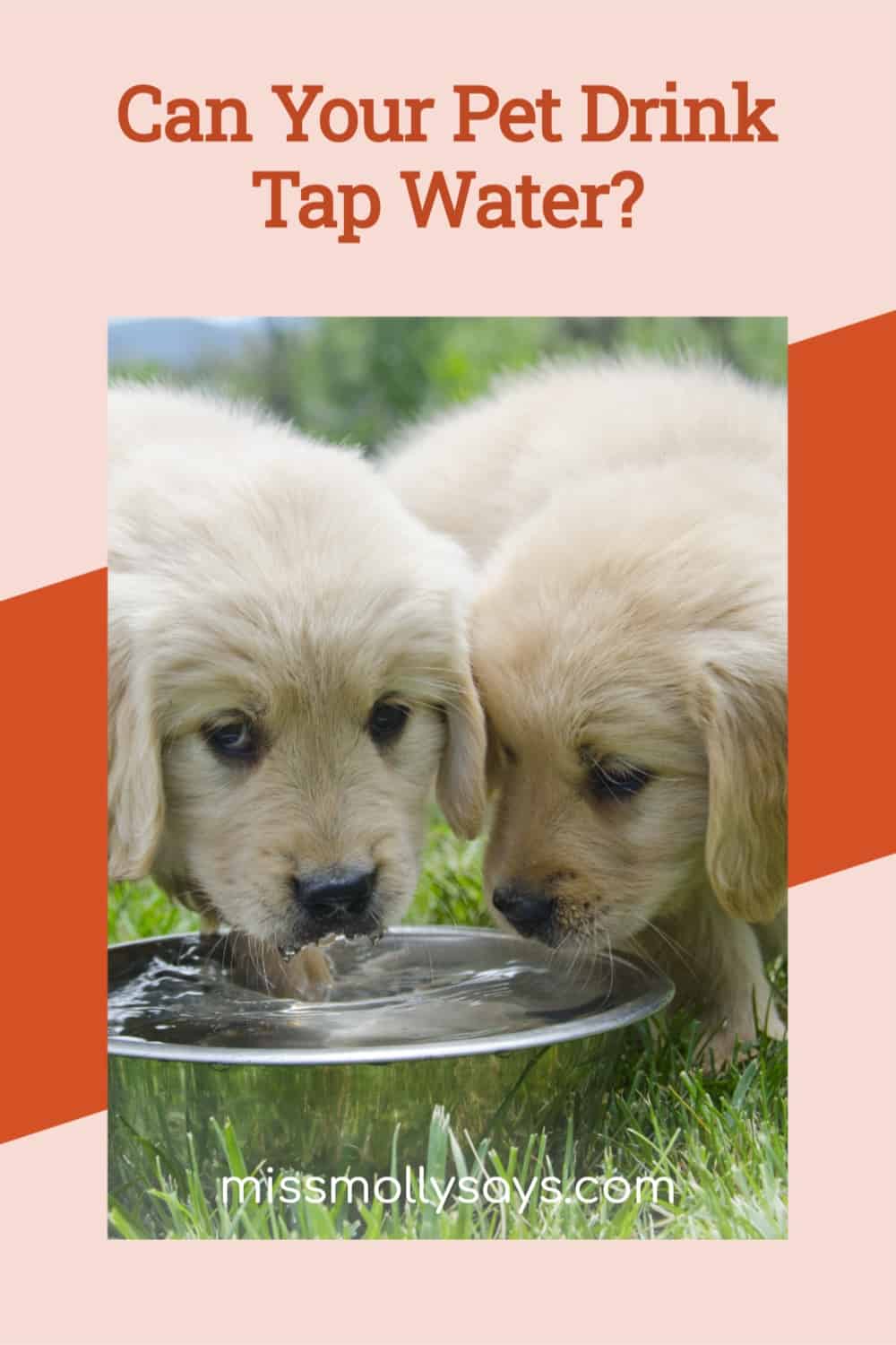 Can Your Pet Drink Tap Water? - Miss Molly Says