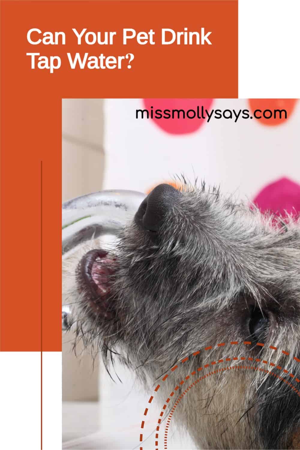 Can Your Pet Drink Tap Water? - Miss Molly Says