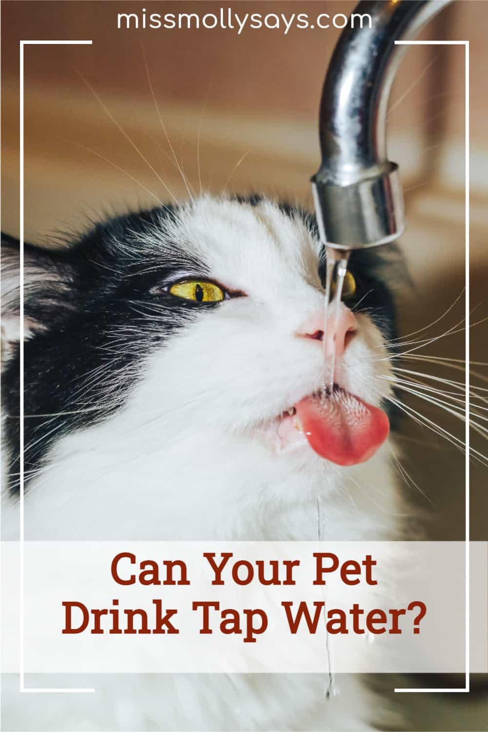 Can Your Pet Drink Tap Water? - Miss Molly Says