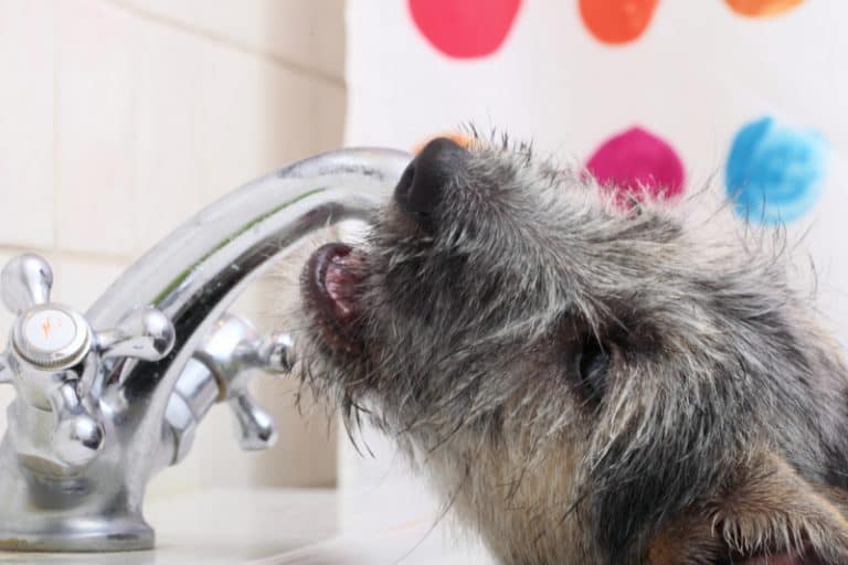 Can Your Pet Drink Tap Water? - Miss Molly Says