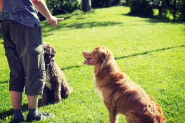 Dog Training 101: 5 Important Tips and Commands for Training