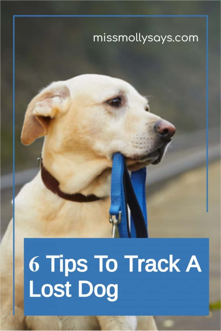 6 Tips To Track A Lost Dog - Miss Molly Says