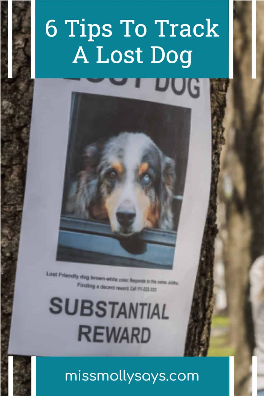 6 Tips To Track A Lost Dog - Miss Molly Says