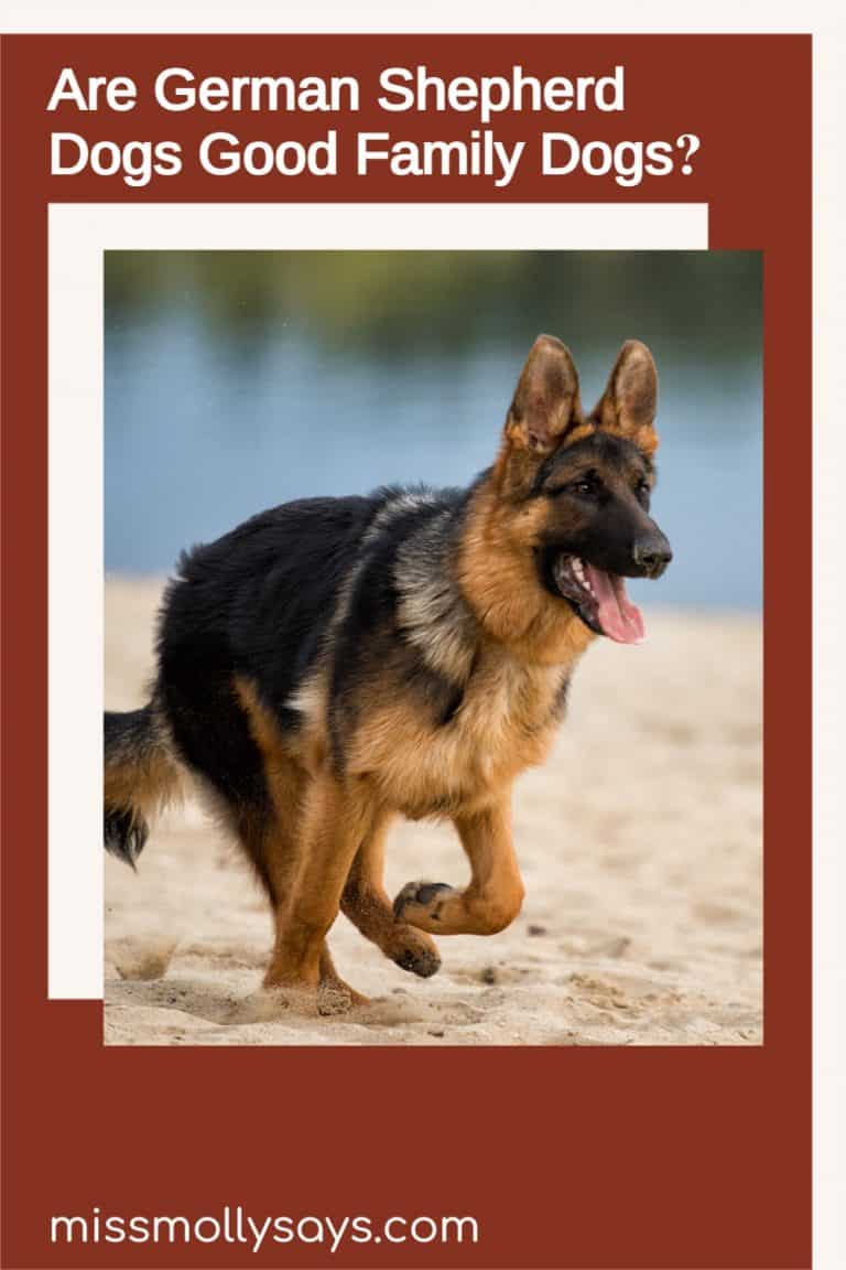 Are German Shepherd Dogs Good Family Dogs? - Miss Molly Says