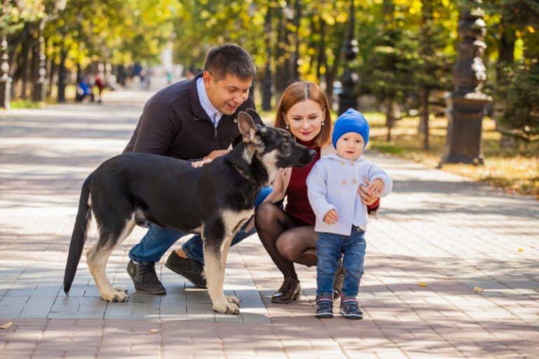 Are German Shepherd Dogs Good Family Dogs? - Miss Molly Says