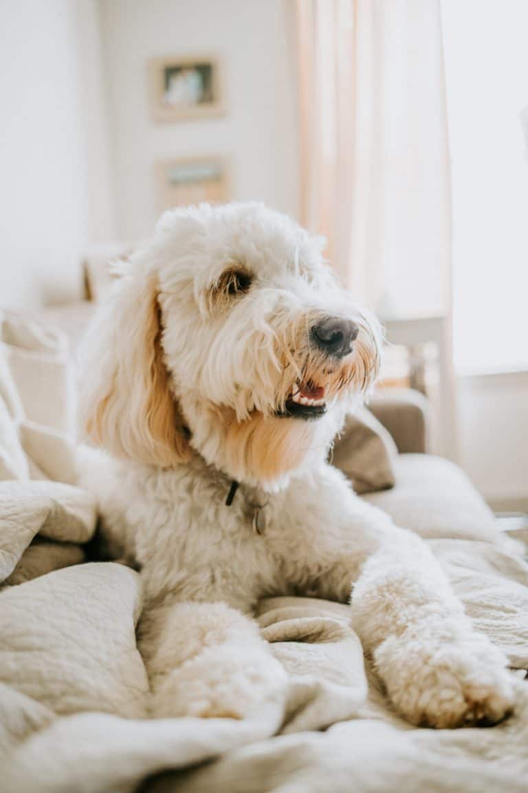 Tips for Creating a Cozy Haven You and Your Pet Will Love - Miss Molly Says