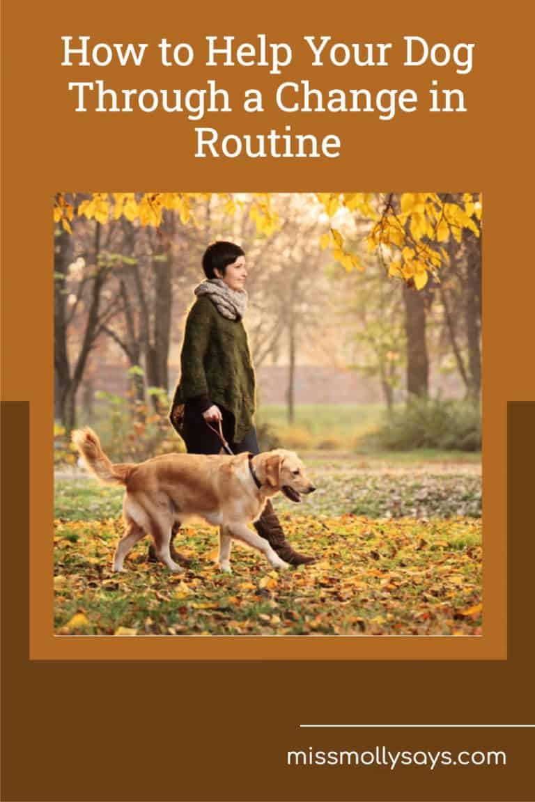 How to Help Your Dog Through a Change in Routine - Miss Molly Says