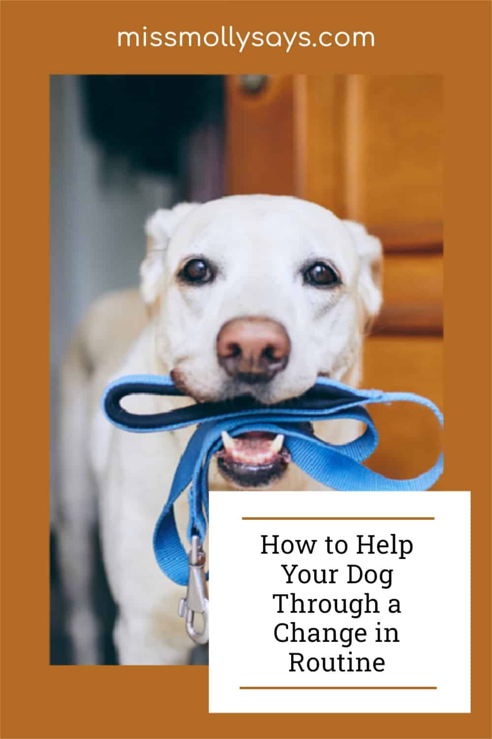 How to Help Your Dog Through a Change in Routine - Miss Molly Says
